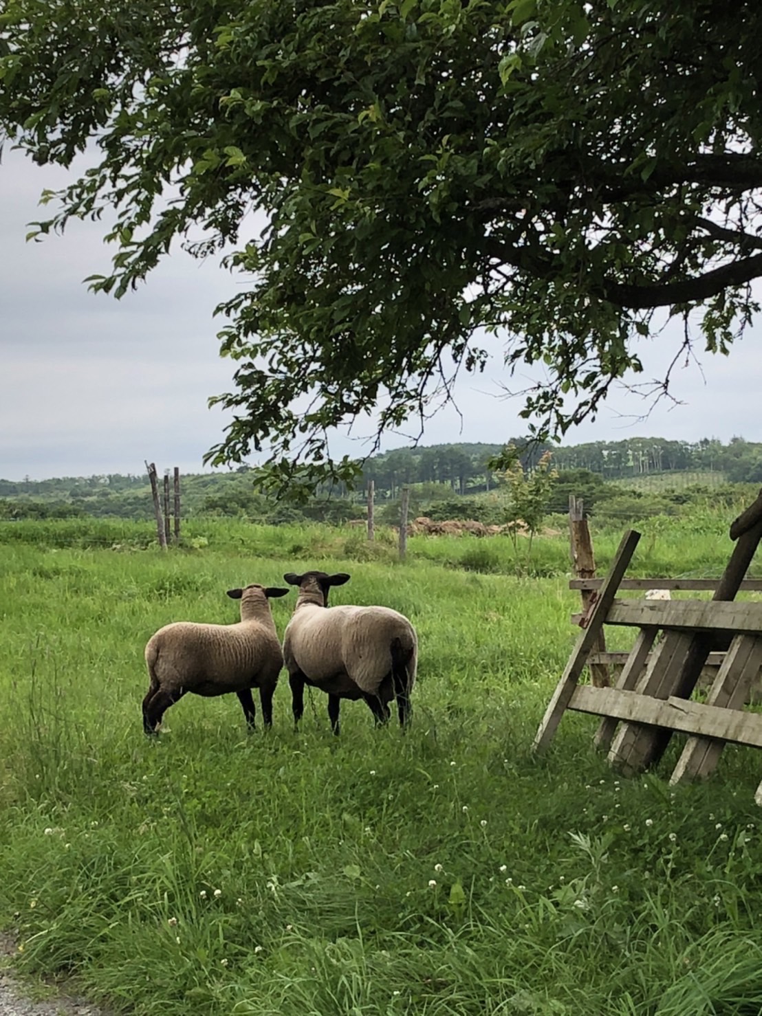 お気に入り - 吉田牧場