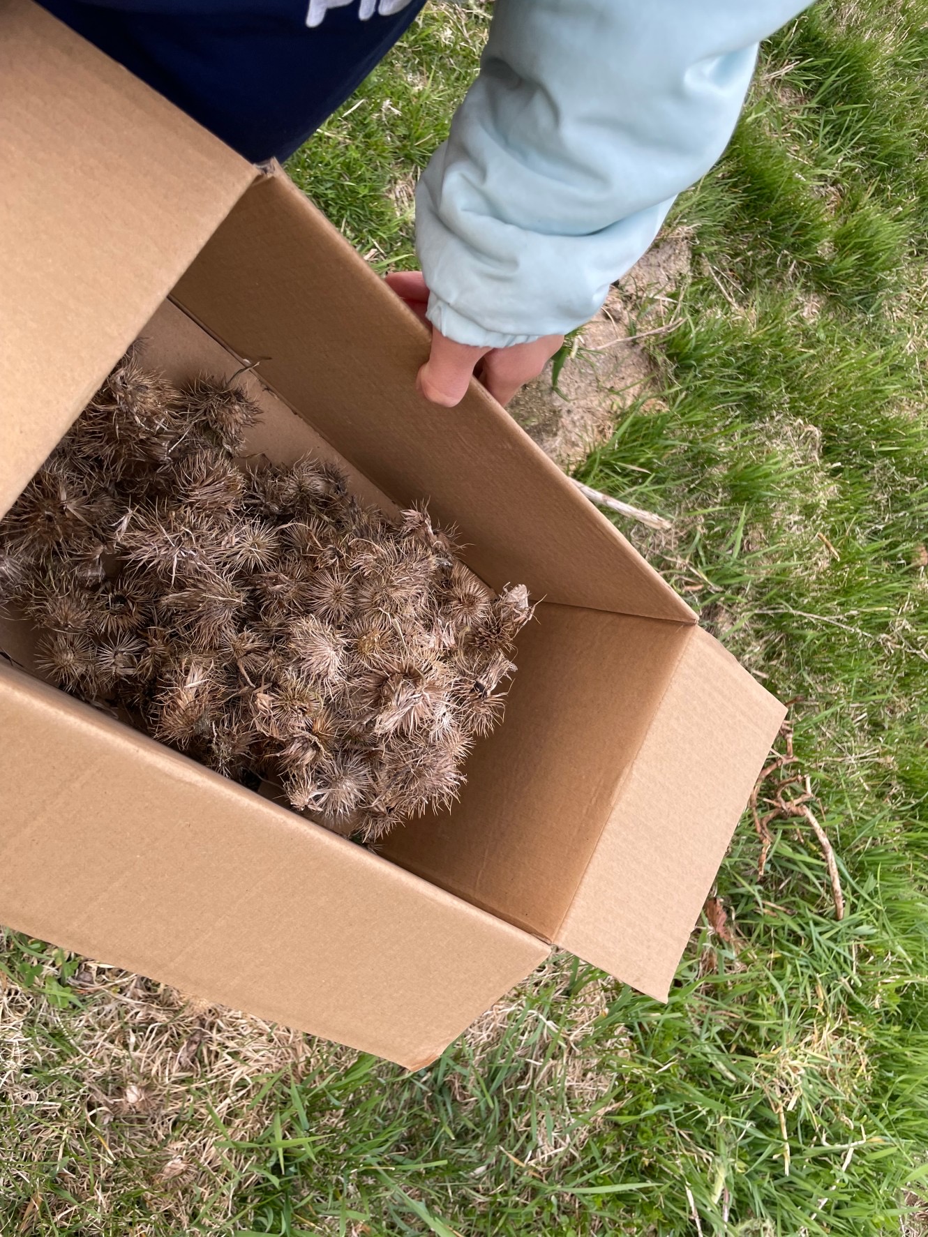 こどもの日 - 吉田牧場