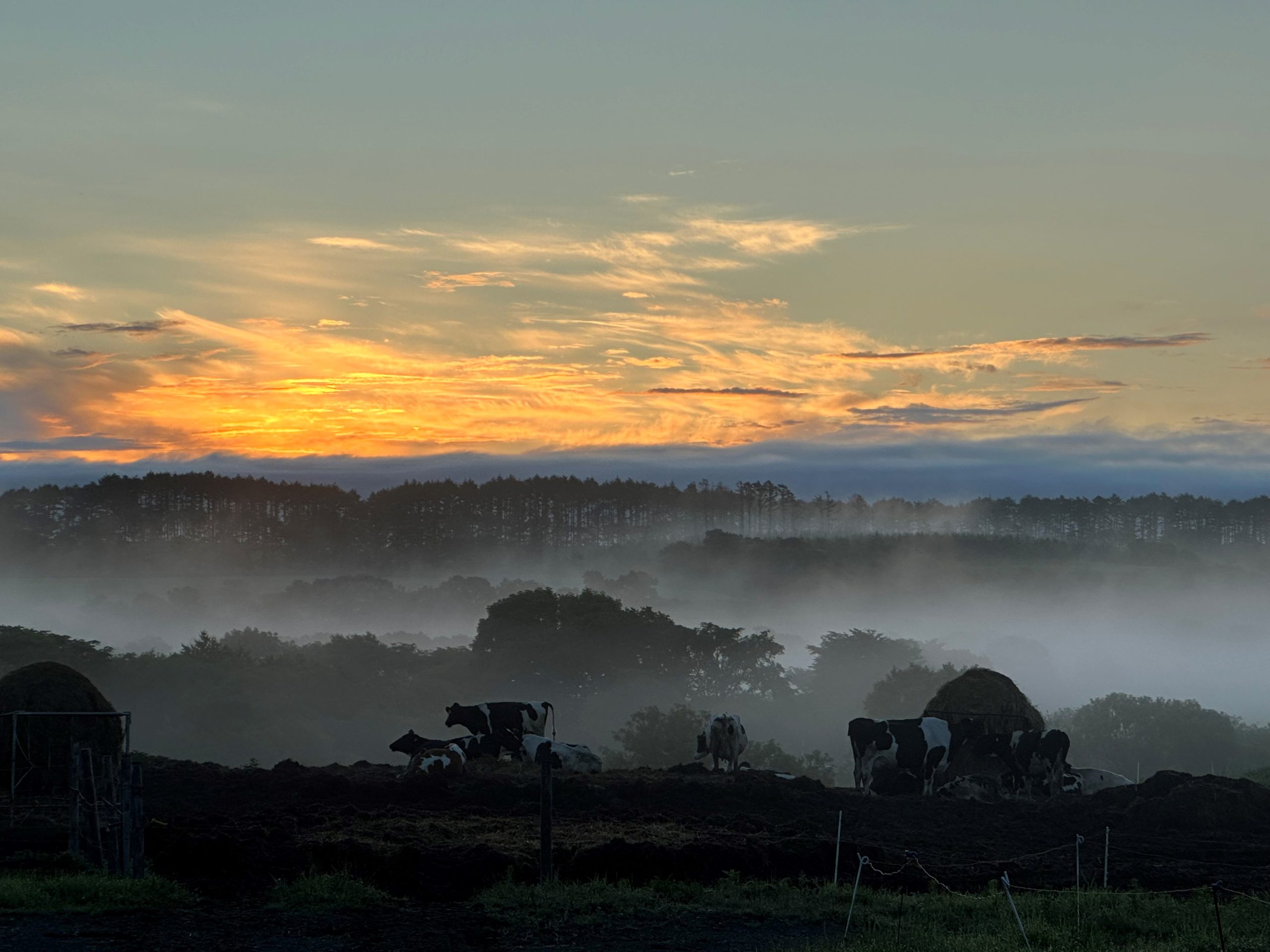 放牧から牛を戻す前の育成牛と濃霧 - 吉田牧場